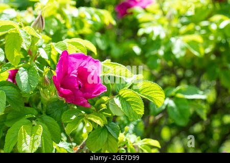 Rosehip blossom with pink magenta flowers. Two large wild rose flowers ...