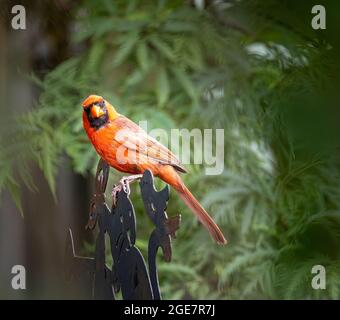 Northern Cardinal (Cardinalis cardinalis) male on stump near China ...