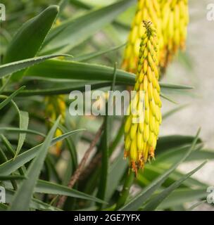 Evergreen Aloe striatula, striped-stemmed aloe flowering in profusion ...