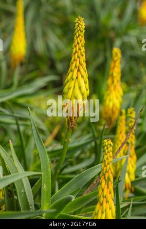 Evergreen Aloe striatula, striped-stemmed aloe flowering in profusion ...
