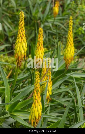 Evergreen Aloe striatula, striped-stemmed aloe flowering in profusion ...