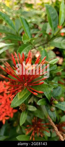 Notro or Chilean firetree (Embothrium coccineum) is a small evergreen ...