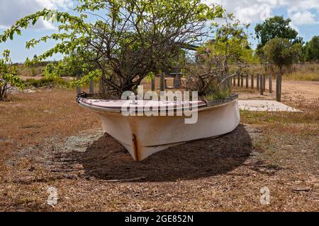 An old tree with old branches filled with growing green and yellow moss ...