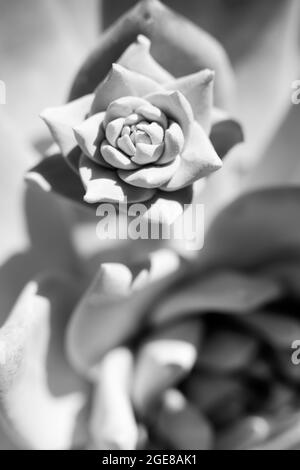 A vertical grayscale shot of blooming roses Stock Photo - Alamy