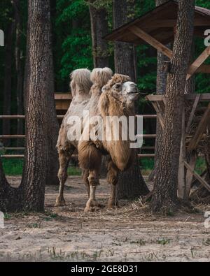 A vertical closeup shot of a beautiful camel in the desert Stock Photo ...