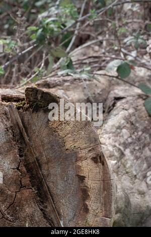 Massive tree has fallen over, its trunk leaning against building while ...