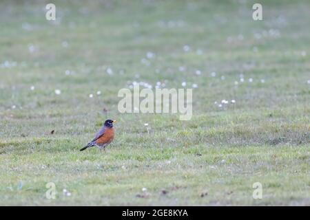 red robin hopping around on some grass with wild flowers growing in it ...