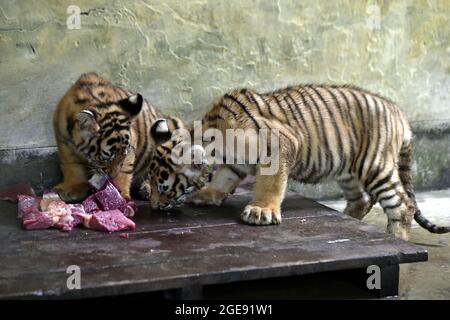 A tiger eating meat in a zoo Stock Photo - Alamy