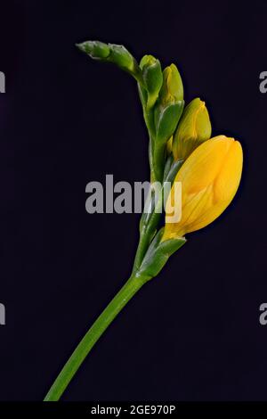 Beautiful freesia on black background Stock Photo - Alamy