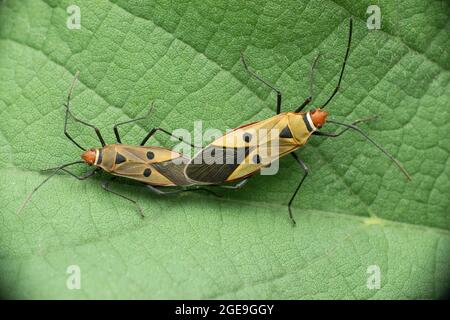 Mating of two spotted sting bug, Perillus species, Satara, Maharashtra ...
