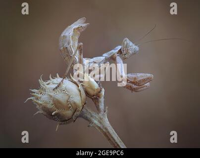Ameles spallanzania, common name European dwarf mantis Stock Photo - Alamy