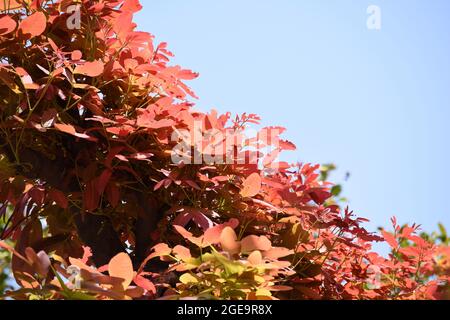 Close up of new leaves of Kusum tree Stock Photo - Alamy