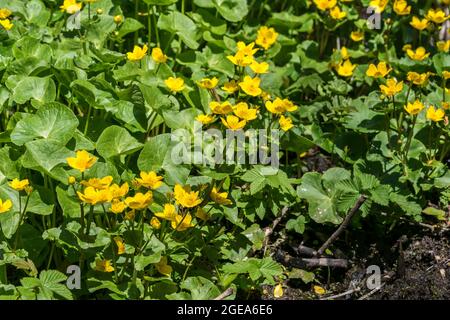 Marsh marigold wetland plant Caltha palustris Stock Photo - Alamy