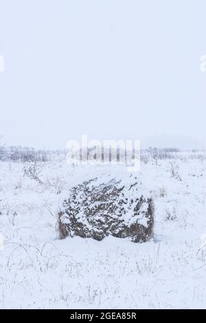 Bale rolls of hay rotting on field covered with snow in winter Stock ...