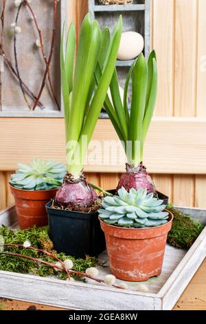 Florist workplace: potting spring flowers. Garden hobby Stock Photo - Alamy