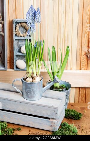 Florist workplace: potting spring flowers. Garden hobby Stock Photo - Alamy