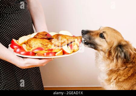Dog stealing a roasted chicken. Pet dinner Stock Photo - Alamy