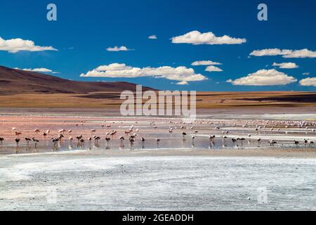 Flamingos in red hued Laguna Colorada lake in Bolivia Stock Photo - Alamy