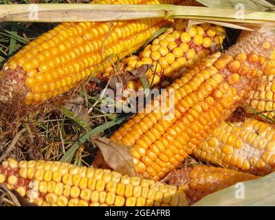 corn at farm in Maramures, Romania Stock Photo - Alamy