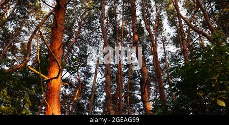 Beautiful pines backdrop. Natural banner concept. Green forest ...