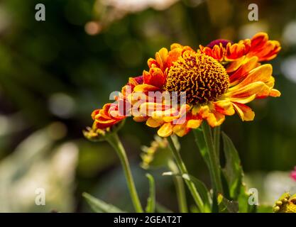 Helenium autumnale Mariachi ‘Fuego’ Stock Photo - Alamy