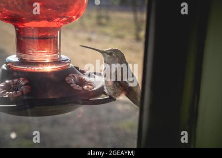 USA, Washington State, Sequim. Close-up of lupine flower Stock Photo ...