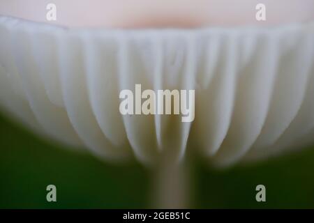 Closeup View of Cuphophyllus Fungi Stock Photo - Alamy