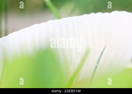 Closeup View of Cuphophyllus Fungi Stock Photo - Alamy