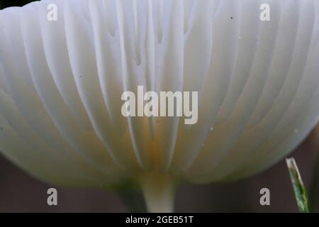 Closeup View of Cuphophyllus Fungi Stock Photo - Alamy