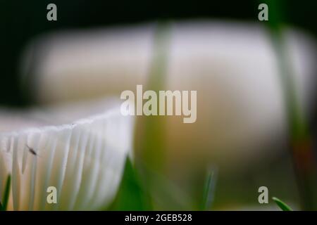 Closeup View of Cuphophyllus Fungi Stock Photo - Alamy