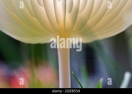 Closeup View of Cuphophyllus Fungi Stock Photo - Alamy