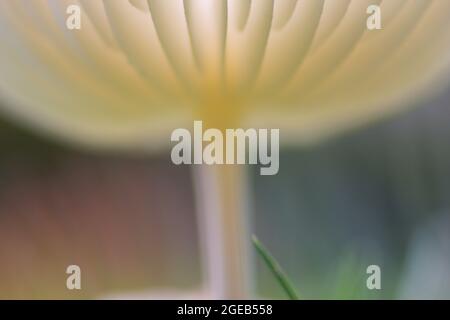 Closeup View of Cuphophyllus Fungi Stock Photo - Alamy
