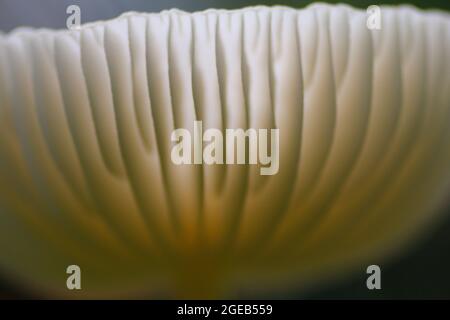 Closeup View of Cuphophyllus Fungi Stock Photo - Alamy