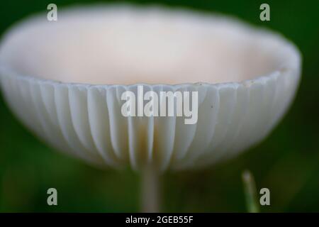 Closeup View of Cuphophyllus Fungi Stock Photo - Alamy