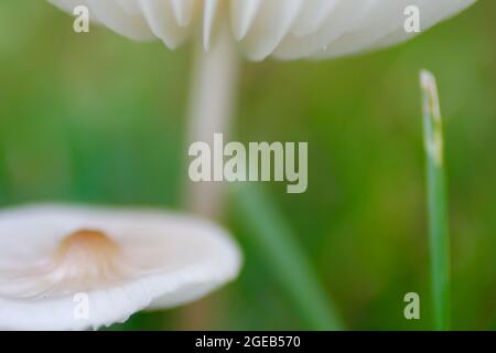 Closeup View of Cuphophyllus Fungi Stock Photo - Alamy