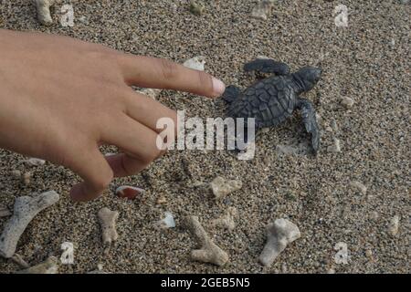 August 17, 2021, Denpasar, Bali, Indonesia: Two Lekang Turtle released ...