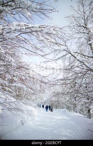 Snowshoe along completely sunken paths in the woods in winter Stock ...