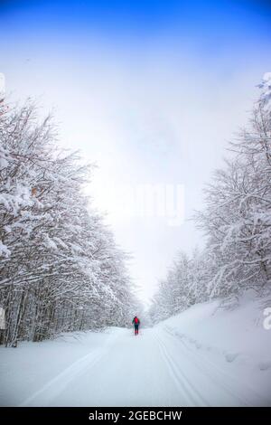 Snowshoe along completely sunken paths in the woods in winter Stock ...