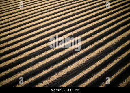 Top view of the drawing on a freshly cultivated reed Stock Photo - Alamy