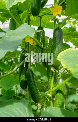 Mini cucumbers growing in a greenhouse UK showing different sizes and ...