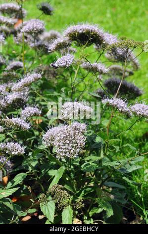 Trachelium caeruleum Blue Throatwort Stock Photo - Alamy