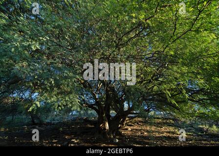 Tabebuia chrysantha or guayacan or araguaney or tajibo tree seen at ...