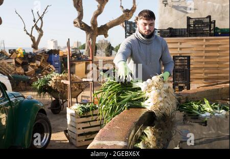 Young farm worker washing green spring onions Stock Photo - Alamy