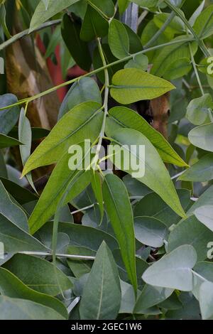 Green leaf / leaves of the fever tree (eucalyptus) on tree in early ...