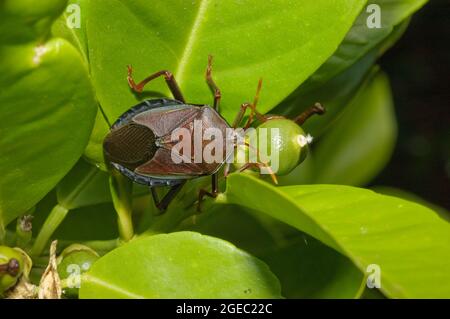Bronze Orange Stink Bug, Musgraveia sulciventris, at Glenbrook, New ...