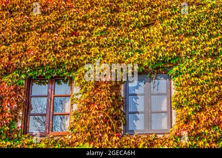 Climbing plant the American vine seen in the autumn season Stock Photo ...