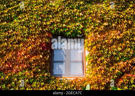 Climbing plant the American vine seen in the autumn season Stock Photo ...