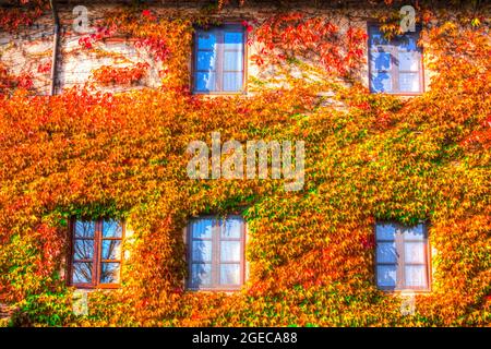 Climbing plant the American vine seen in the autumn season Stock Photo ...