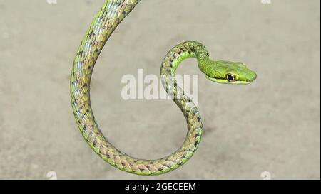 Andaman Green Bronzeback Tree Snake body scales, Dendrelaphis ...