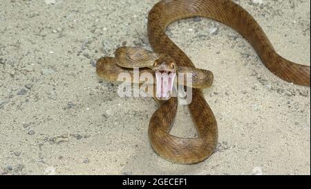 Andaman cat snake, Boiga andamanensis Wall, 1909, MILDLY VENOMOUS ...